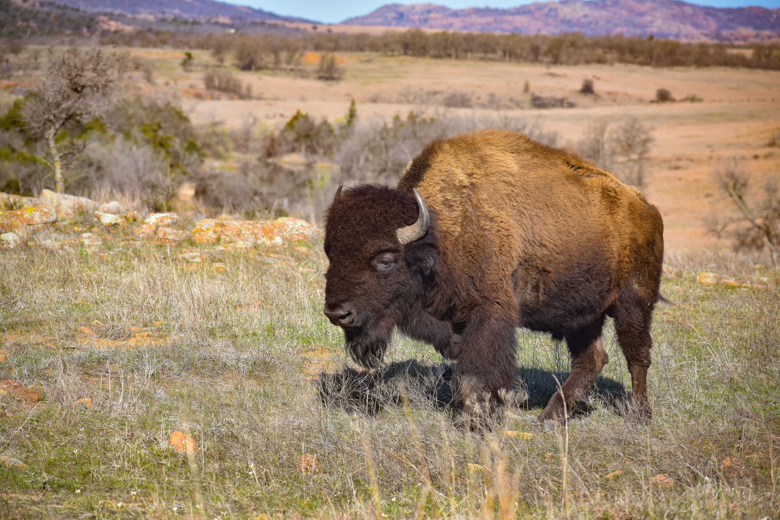VIDSTE DU - AMERIKANSK BISON - Nordisk Safari Klub
